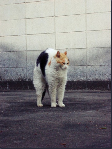 Kitty Stampede: TGIF Kitties